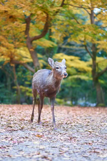 From Osaka: Nara Private Customizable Day Tour - Attraction Tickets and Fees