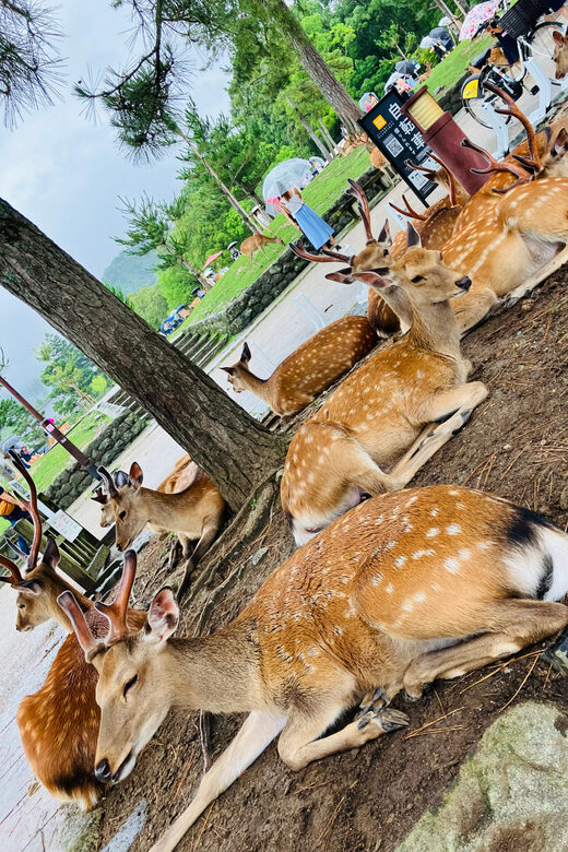 From Osaka: Nara Private Tour with Meet-Up at Your Hotel - Practical Considerations and What’s Included