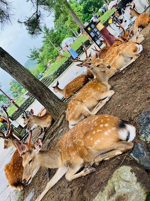 From Osaka: Nara Private Tour with Meet-Up at Your Hotel - The Sum Up: A Genuine and Enjoyable Nara Experience