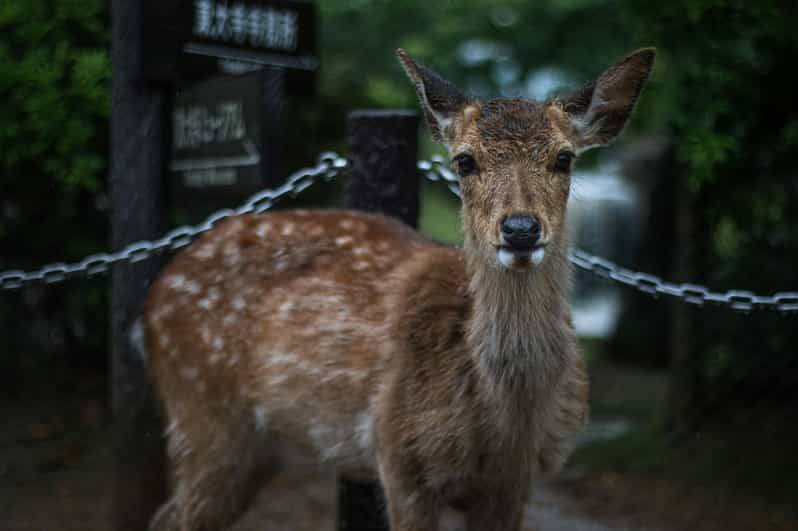 From Osaka:Kyoto&Nara Private Tour (English Speaking Driver) - Key Points