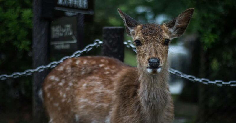 From Osaka:Kyoto&Nara Private Tour (English Speaking Driver) - Transportation and Driver Details