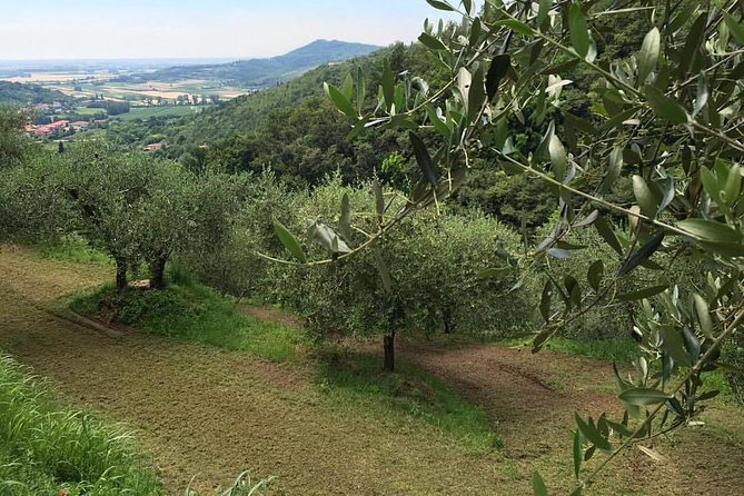 From Padua: Olive Oil & Wine in the Euganean Hills - Highlights of the Wine Tasting