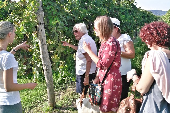 From Padua: Olive Oil & Wine in the Euganean Hills - Pricing and Booking Details