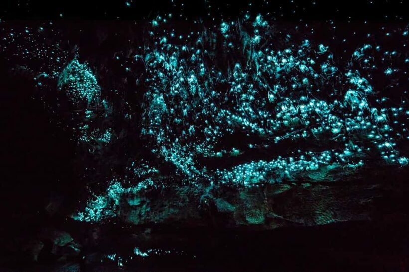 From Paihia: Kawiti Glowworm Caves Guided Tour - Introduction