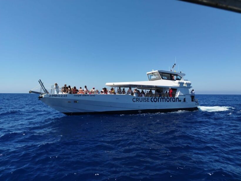 From Palma: 3-Hour Morning Dolphin Watching Boat Tour - Key Points