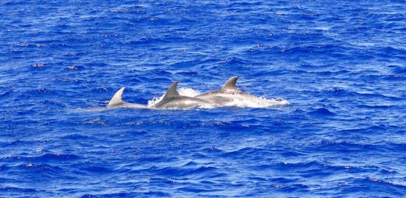 From Palma: 3-Hour Morning Dolphin Watching Boat Tour - Environmental Commitment