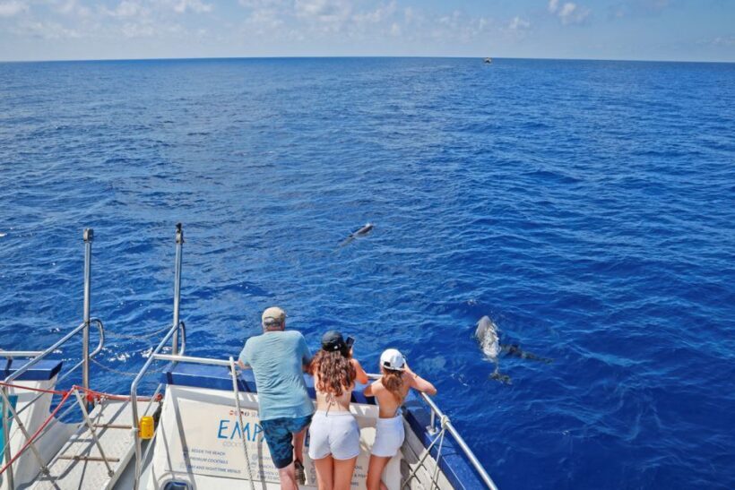 From Palma: 3-Hour Morning Dolphin Watching Boat Tour - Who Will Love This Tour?
