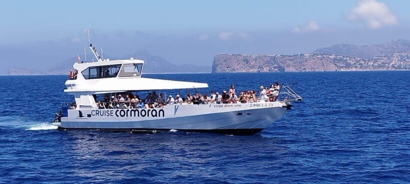 From Palma: Afternoon Dolphin-Watching Boat Tour - Who Should Consider This Tour?