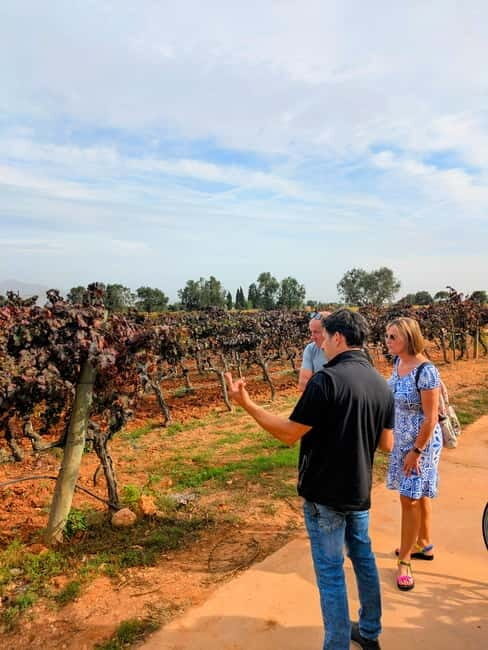 From Palma de Mallorca: Private Wine and Local Flavors Tour - The Journey Begins: Meeting Point and Transportation