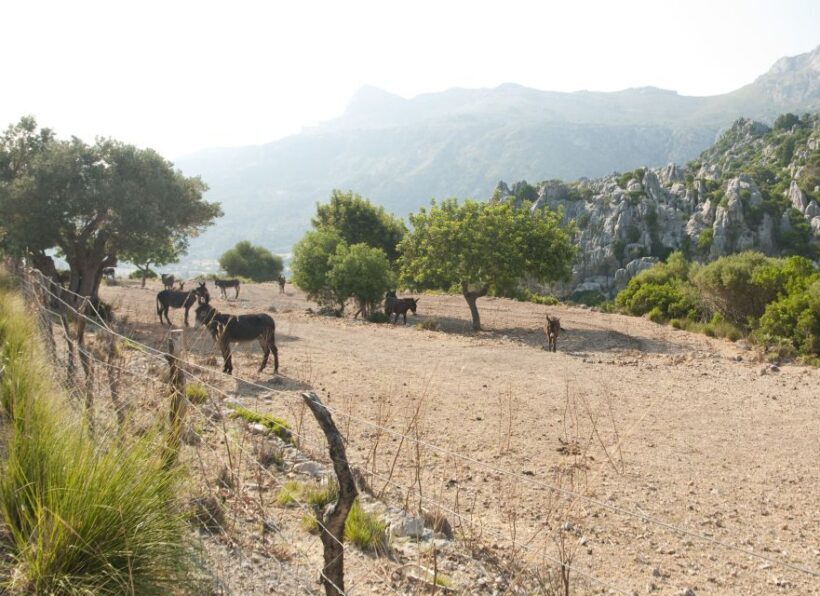 From Palma: Serra Tramuntana and Lluc Monastery Guided Tour - Final Thoughts: Is It Worth It?