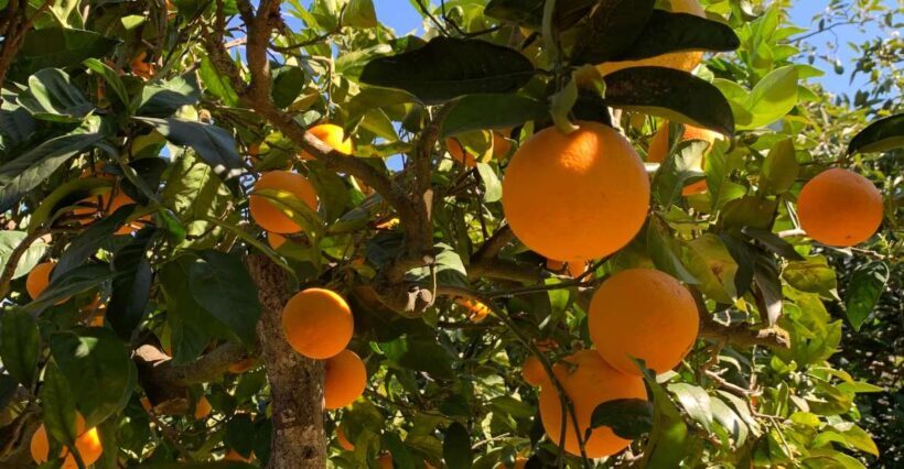 From Palma: Soller valley walk and picnic in orange farm - The Itinerary and What Makes Each Stop Special