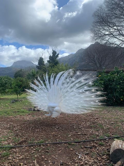 From Palma: Soller valley walk and picnic in orange farm - The Mountain and Valley Views