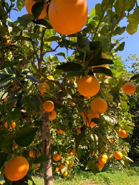 From Palma: Soller valley walk and picnic in orange farm - The Guide and Overall Experience