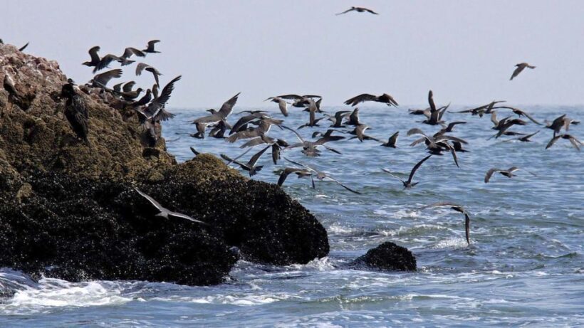 From Paracas: Ballestas Island Boat Tour with entrances - Exploring the Ballestas Islands from Paracas: A Practical and Authentic Experience