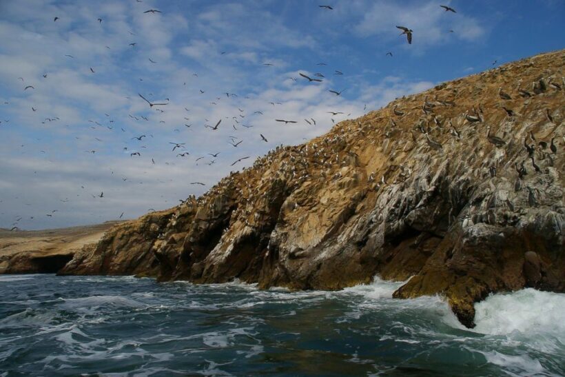From Paracas: Ballestas Islands & Paracas National Reserve - Introduction: A Compact Adventure Filled with Natural Marvels