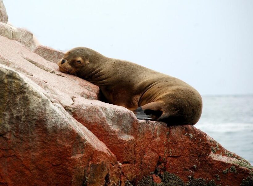 From Paracas: Ballestas Islands tour all Inclusive - An In-Depth Look at the Tour Experience
