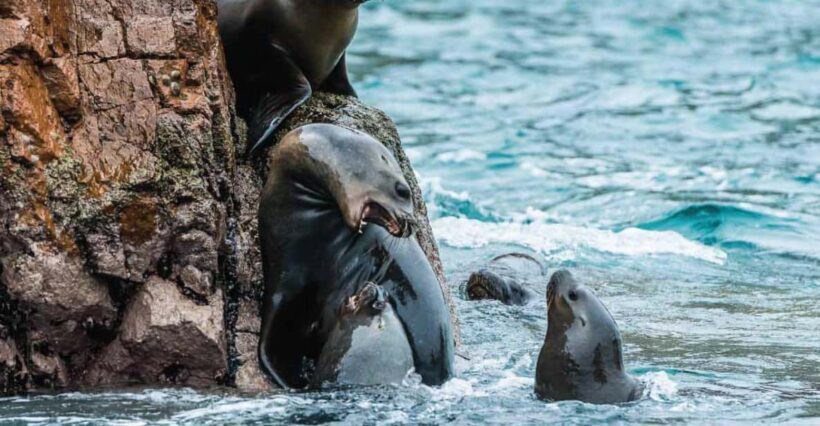 From Paracas: Guided boat tour of the Ballestas Islands - A detailed review of the tour experience