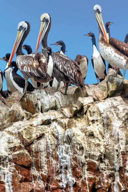 From Paracas: Guided boat tour of the Ballestas Islands - FAQ