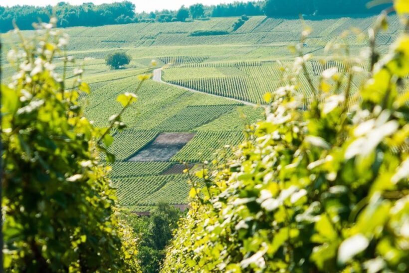 From Paris: Small-Group Champagne Day Trip with Six Tastings - Introduction: Why Consider a Champagne Day Trip from Paris?