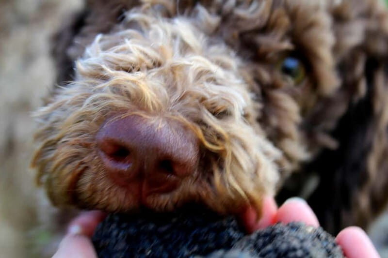 From Parma/Cinque Terre: Truffle Hunting Experience & Lunch - Key Points