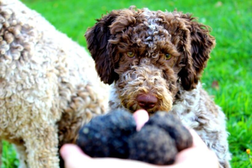From Parma/Cinque Terre: Truffle Hunting Experience & Lunch - Authentic Experiences that Truly Connect You to Local Life