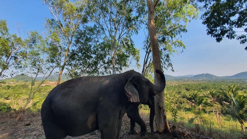 From Pattaya: Living Green Elephant Sanctuary Day Trip - What to Expect on the Day Trip to the Living Green Elephant Sanctuary