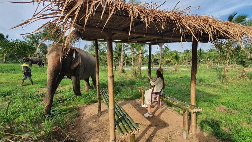 From Pattaya: Living Green Elephant Sanctuary Day Trip - Authentic Experiences & Honest Reflection