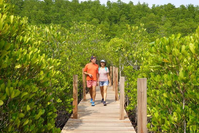 From Pattaya: Rayong Adventure Hike and Kayak Day Trip - Kayaking in the Ancient Forest Wetlands