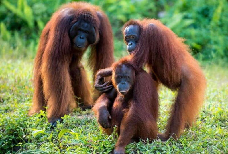 From Penang: Inspiring Ipoh Private Day Tour - Potential Drawbacks to Consider