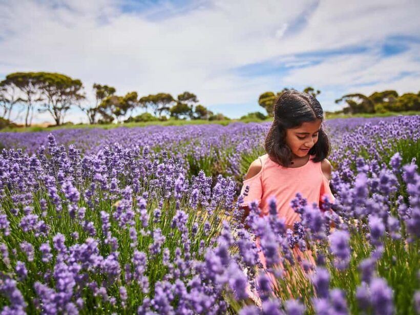 From Penneshaw - A Tasting Of Kangaroo Island - A Full Breakdown of the Tour Experience