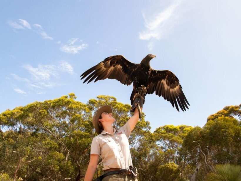 From Penneshaw: Kangaroo Island Sights and Wildlife Tour - What’s Included and What to Consider
