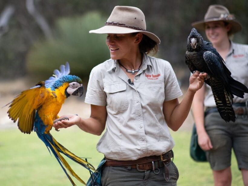 From Penneshaw: Kangaroo Island Sights and Wildlife Tour - Authentic Experiences and Traveler Feedback