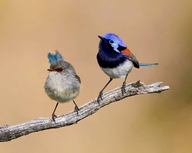From Perth: Australian Animal Night Safari - An In-Depth Look at the Experience