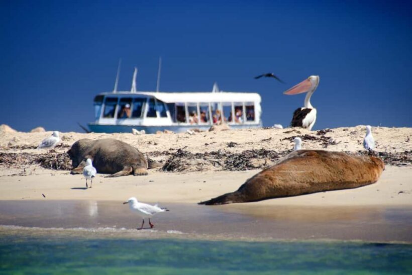 From Perth: Margaret River Wine Tour & Wildlife Cruise - An In-Depth Look at the Tour