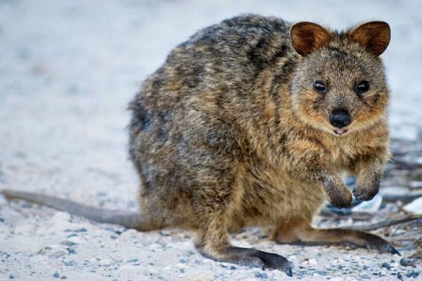 From Perth or Fremantle: Rottnest Island Ferry and Bus Tour - An In-Depth Look at the Tour Experience