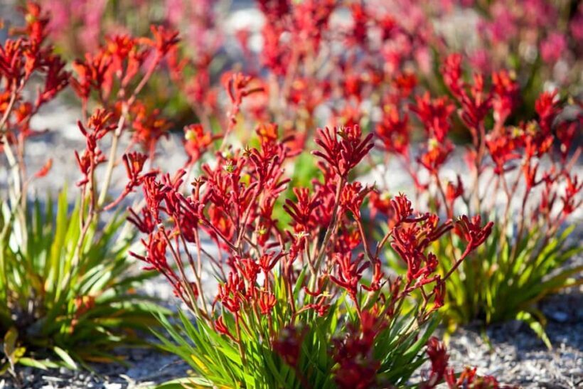 From Perth: Pinnacles Lobster Shack and Yanchep Day Trip - Final Thoughts: Is It Worth It?