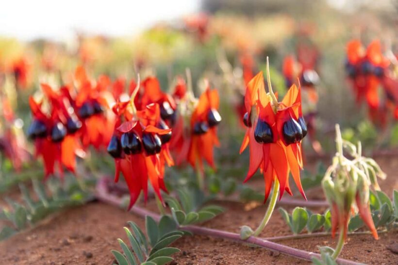 From Perth: Pinnacles Sunset and Stargazing Tour with Dinner - Key Points