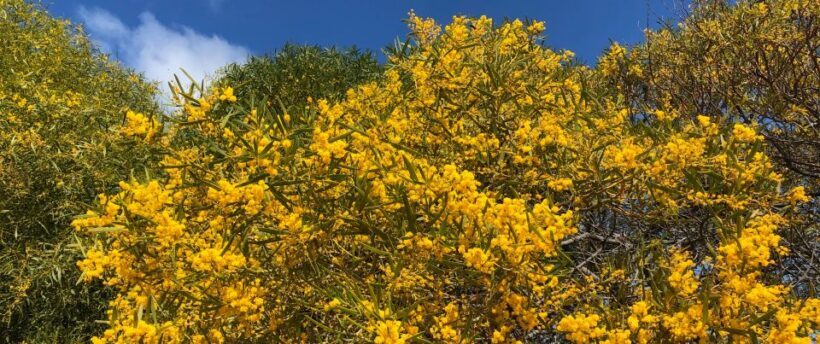 From Perth: Pinnacles Tour, Early Start, Avoid Crowds & Heat - Practical Tips for Making the Most of Your Tour