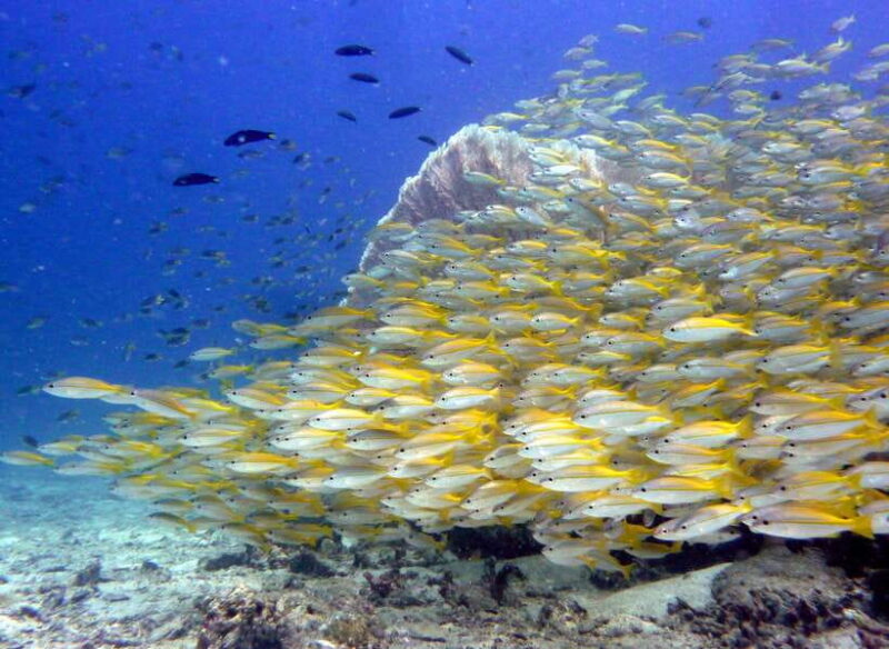 From Phi Phi: Beginner Scuba Diving Day Trip with 2 Dives - Why This Tour Is Valuable