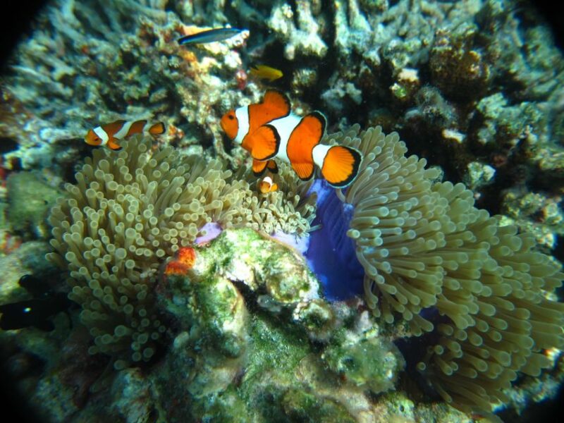 From Phi Phi: Full Day Snorkeling Trip by Longtail Boat - Final Thoughts: Is It Worth It?