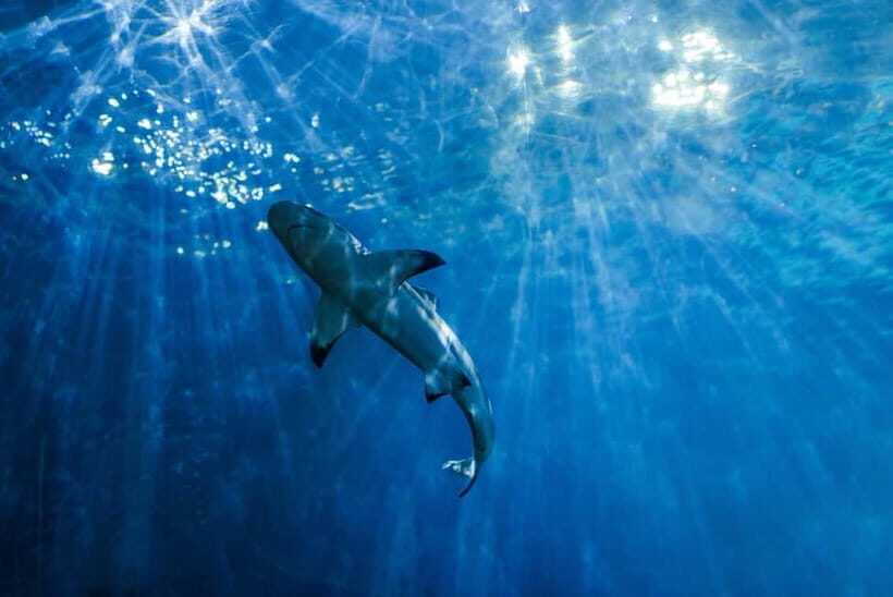 From Phi Phi : Maya Bay snorkeling trip by Speed Boat - Introduction: What to Expect from the Phi Phi Maya Bay Snorkeling Trip