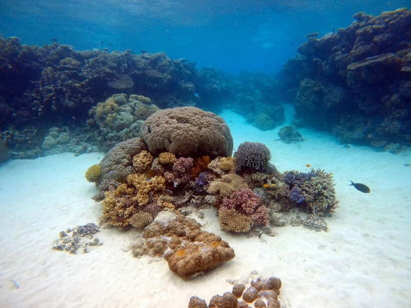 From Phi Phi : Maya Bay snorkeling trip by Speed Boat - The Realistic Expectations and the Reviews