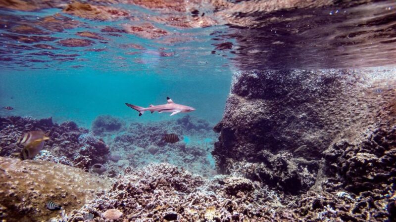 From Phi Phi: Sunrise Maya Bay, Pileh Lagoon Speedboat Tour - Frequently Asked Questions