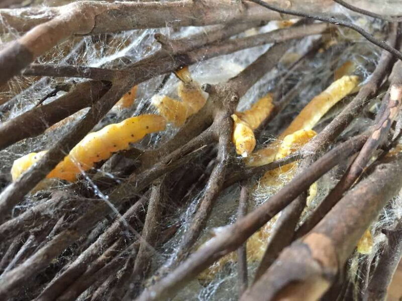 From Phnom Penh: Half-Day Silk Island Tour with Guide - Who This Tour Is Best For