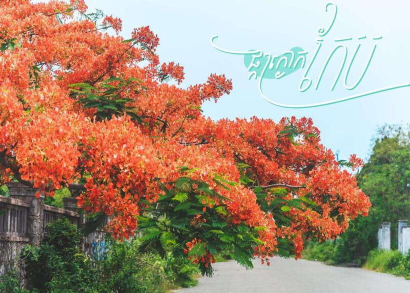 From Phnom Penh: Kampot and Kep Day Trip with English Guide - FAQs