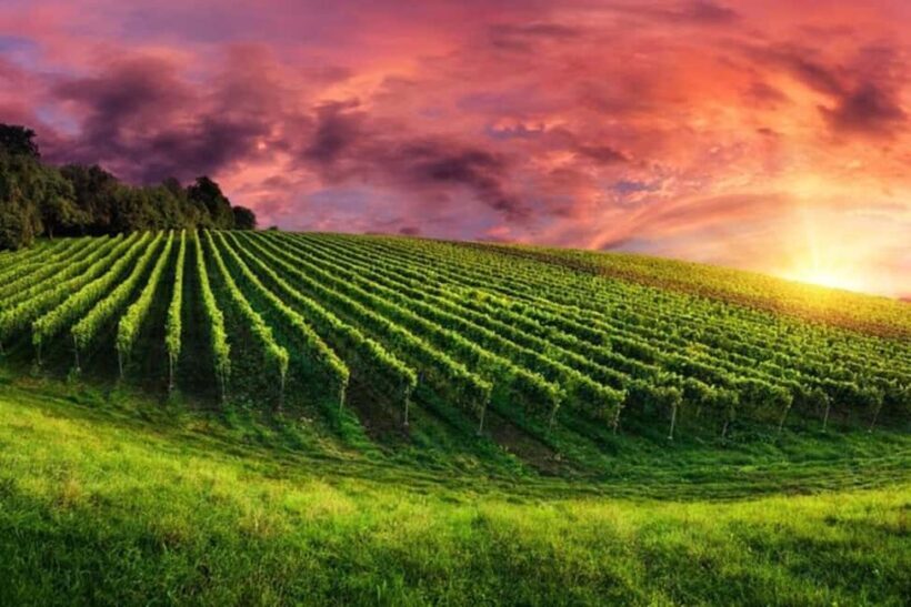 From Phoenix: Vortex to Vineyard Private Tour - Key Points