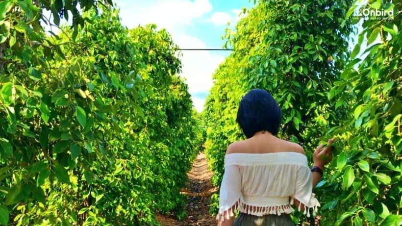 From Phu Quoc: Group Full-Day South Island Highlights Tour - An In-Depth Look at the South Island Highlights Tour