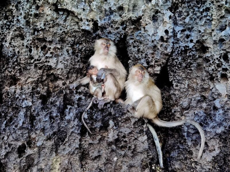 From Phuket: Day Trip to Phi Phi with Private Longtail Tour - The Highlight: Private Longtail Boat Tour