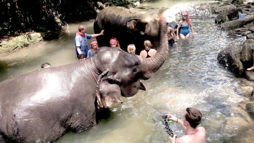 From Phuket: Elephant Care Experience with Rafting & Zipline - Final Words