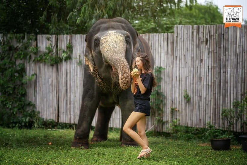 From Phuket: Elephant Jungle Sanctuary Feed and Shower Trip - Key Points